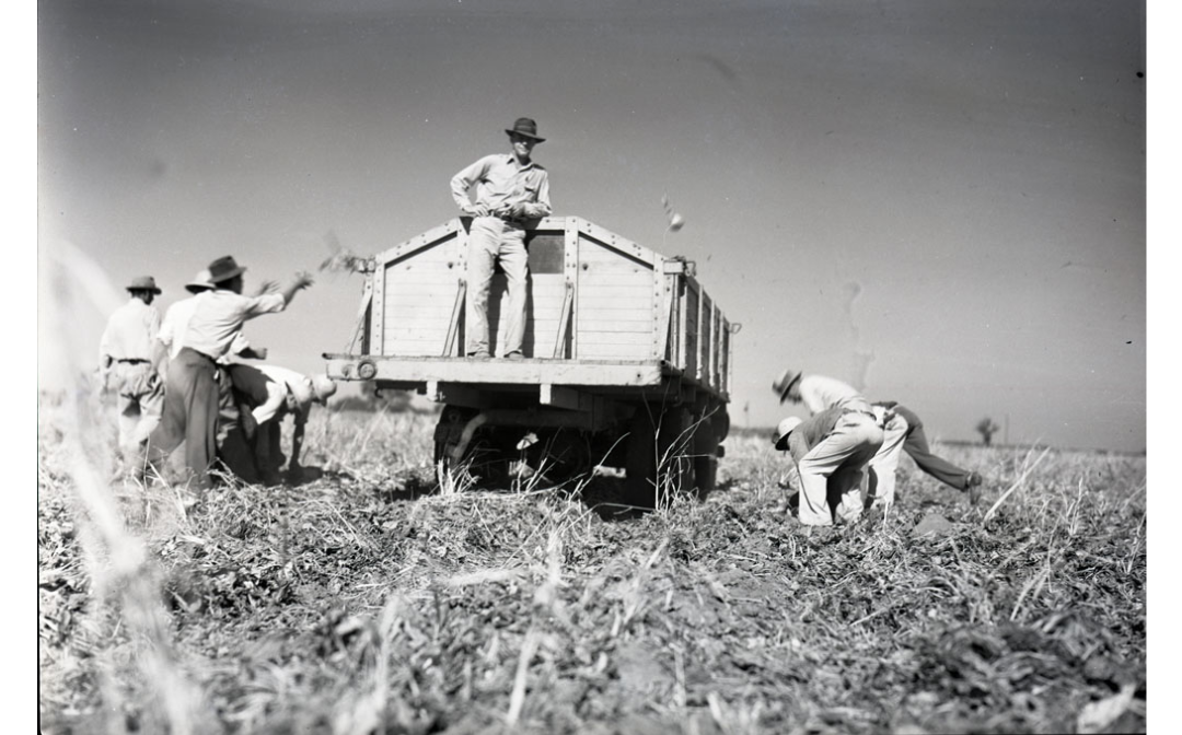 A photo of a farm owner supervising braceros as they harvest sugar ...